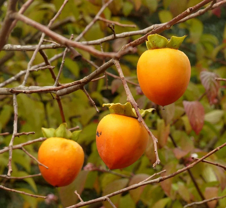 Hachiya Persimmon Cuttings – 5 Fresh Branch Cuts from Japanese Fruit T ...