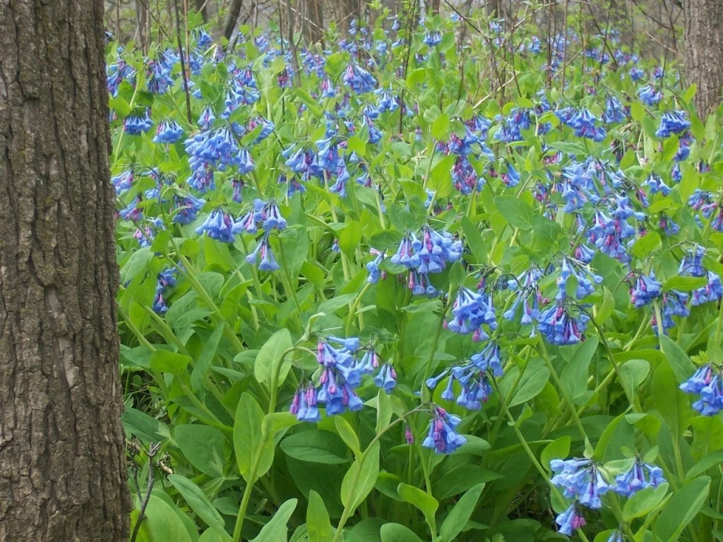 Virginia Bluebells Perennial Plants for Planting – 3 Mertensia Virgini ...