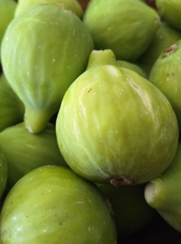 Fig Tree Cuttings for Planting – 6 Unrooted Organic Stems, Sweet Fruit ...