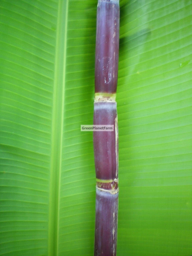 Florida Red Sugar Cane Cuttings – 4 Fresh Live Saccharum officinarum C ...
