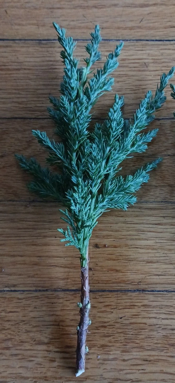 Green Mound Juniper – 10 Pre-Bonsai Cuttings 6–8 Inch – Juniper Starte ...