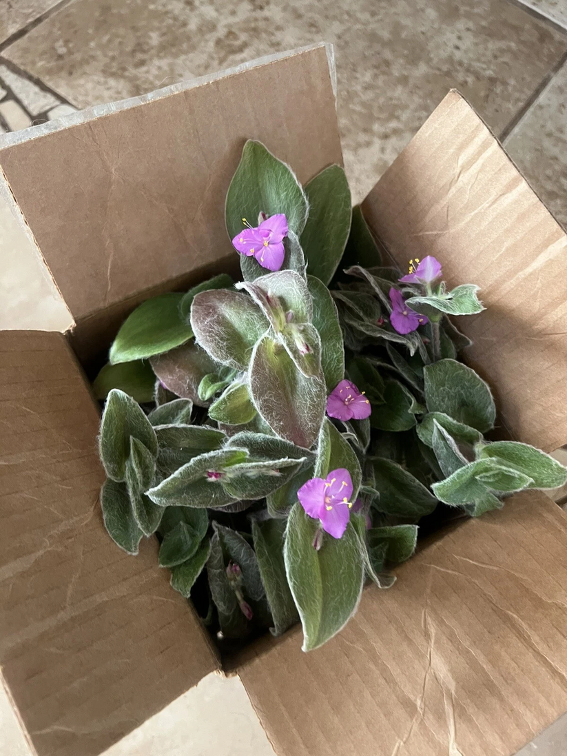 Cobweb Spiderwort Cuttings for Planting – 5 Tradescantia sillamontana ...