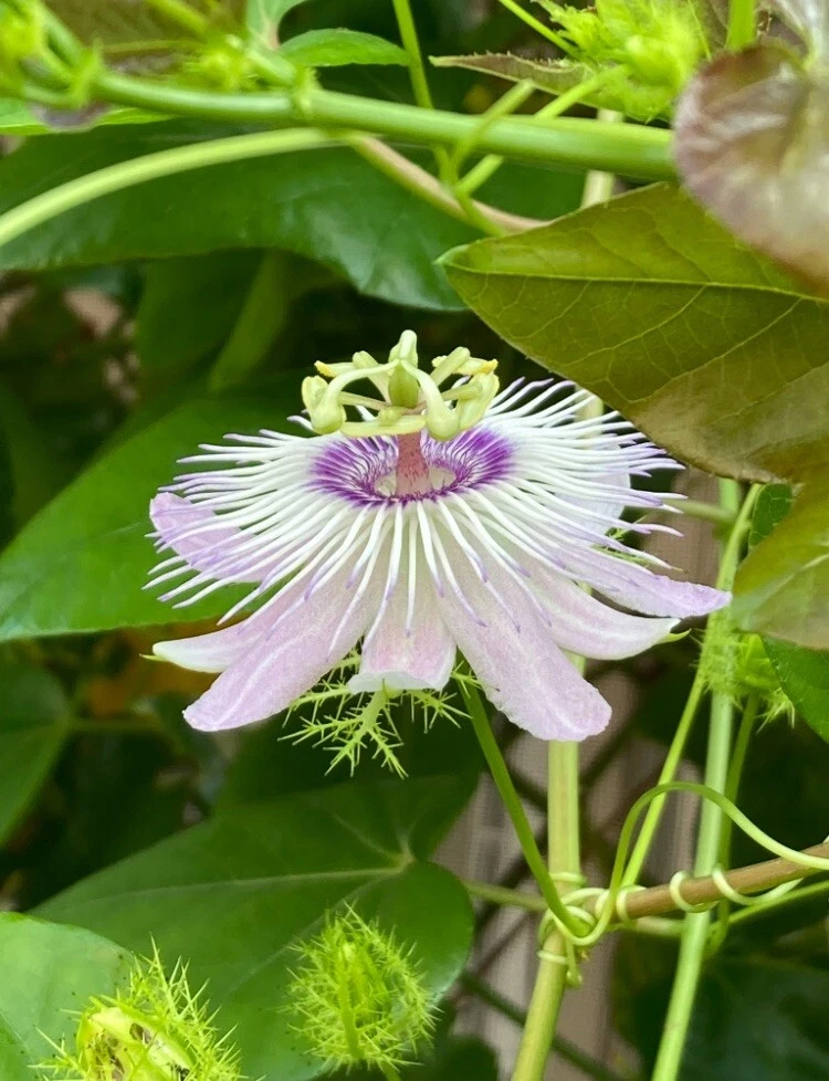 Passiflora Vine Cuttings – 50 Fresh 7" Stem Cuttings, Live Passionflow ...