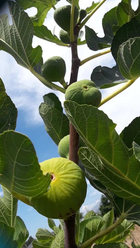 LSU Gold Giant Fig Cuttings for Planting – 3 Fresh Ficus Carica Stems ...