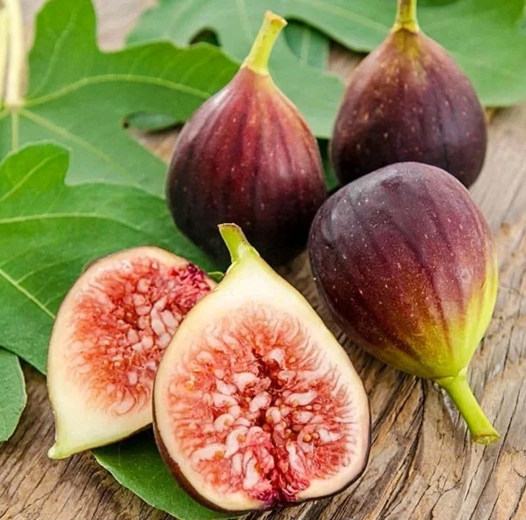 Brown Turkey Fig Cuttings Ficus carica, Cold Hardy Fruit Tree Cuttings ...