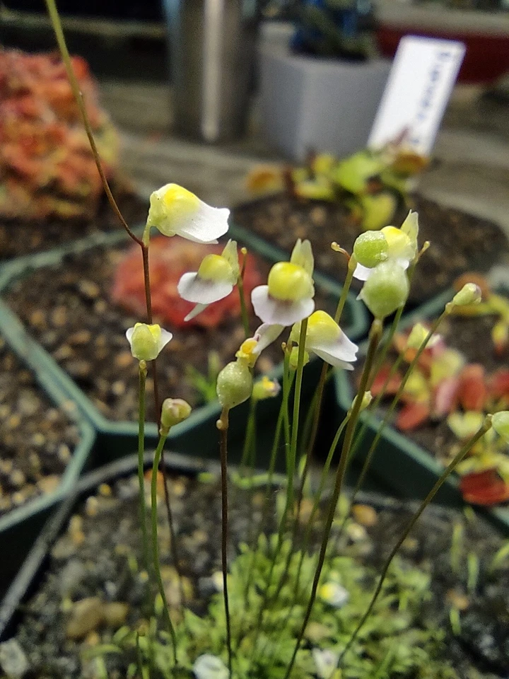 Utricularia bisquamata White Form – 1" Potted Plug Carnivorous Plant f ...