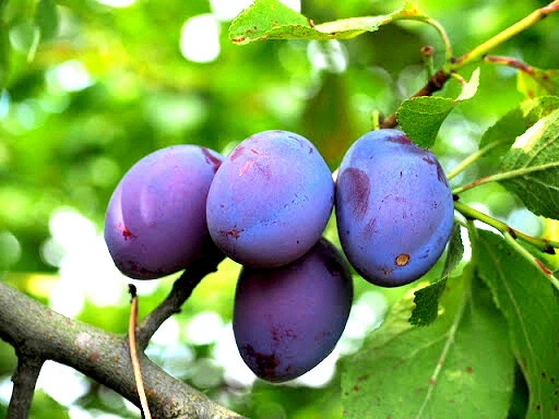 Damson Blue Plum Cuttings – 10 Unrooted Prunus domestica Stems for Pro ...