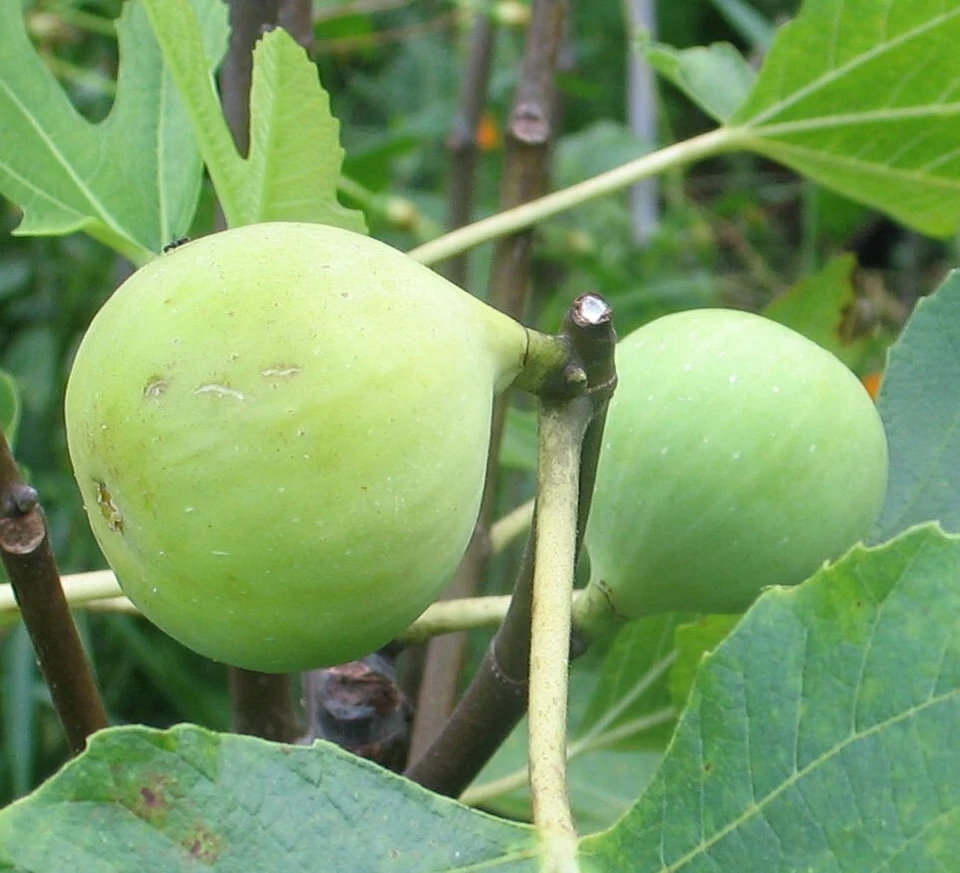 Conadria Fig Tree Cuttings – 2 Unrooted Ficus carica Scions with Willo ...