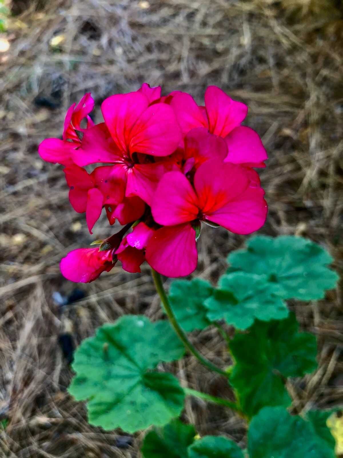 Hot Pink Orange Center Zonal Geranium Cutting – Pelargonium 6 Inch Liv ...