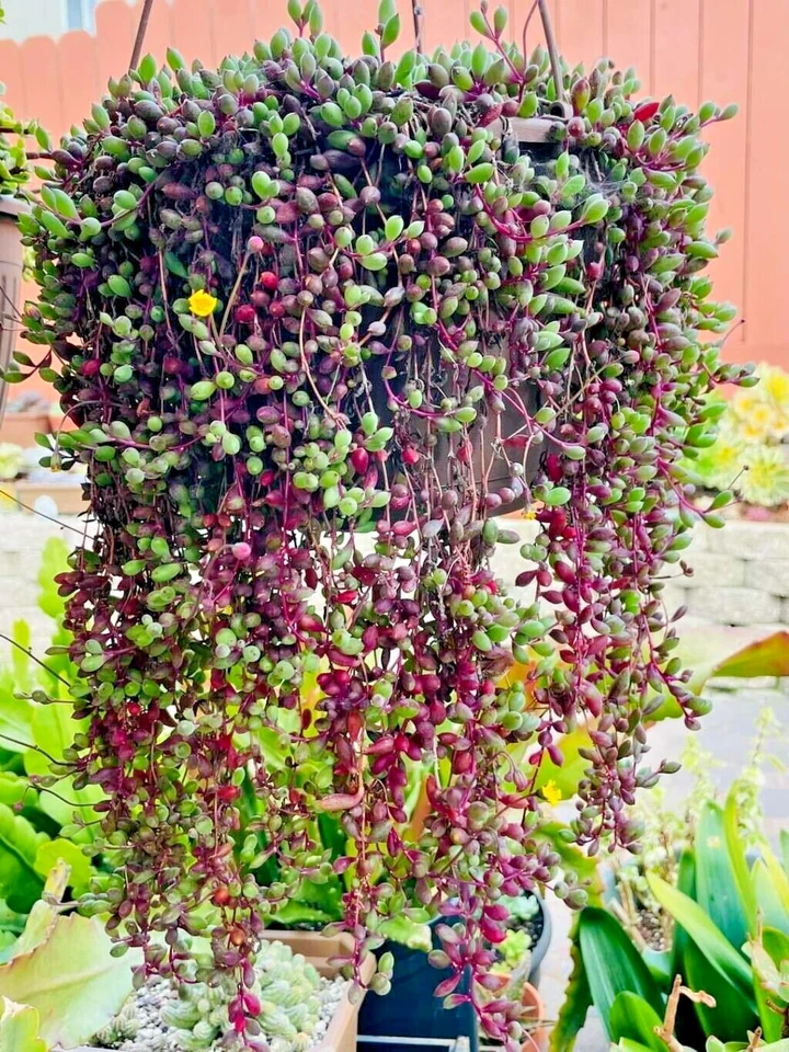 Othonna capensis ‘Ruby Necklace’ Seeds for Planting – 100+ Succulent S ...