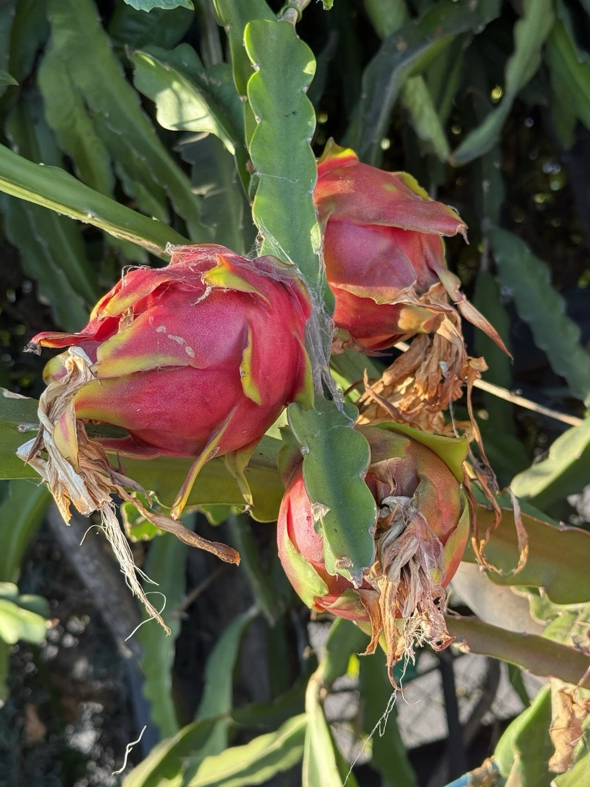 Dragon Fruit ‘Voodoo Child’ Cutting – 1 Unrooted Pitaya Stem for Plant ...
