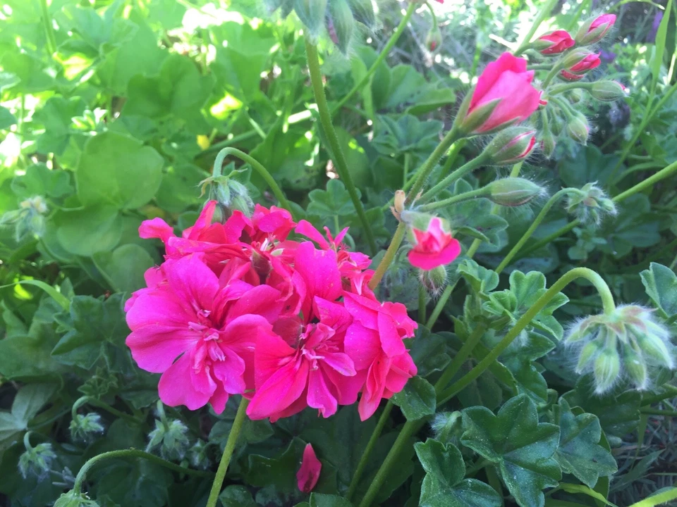 Hot Pink Ivy Geranium Cuttings – 6 Live Pelargonium Peltatum Starter C ...