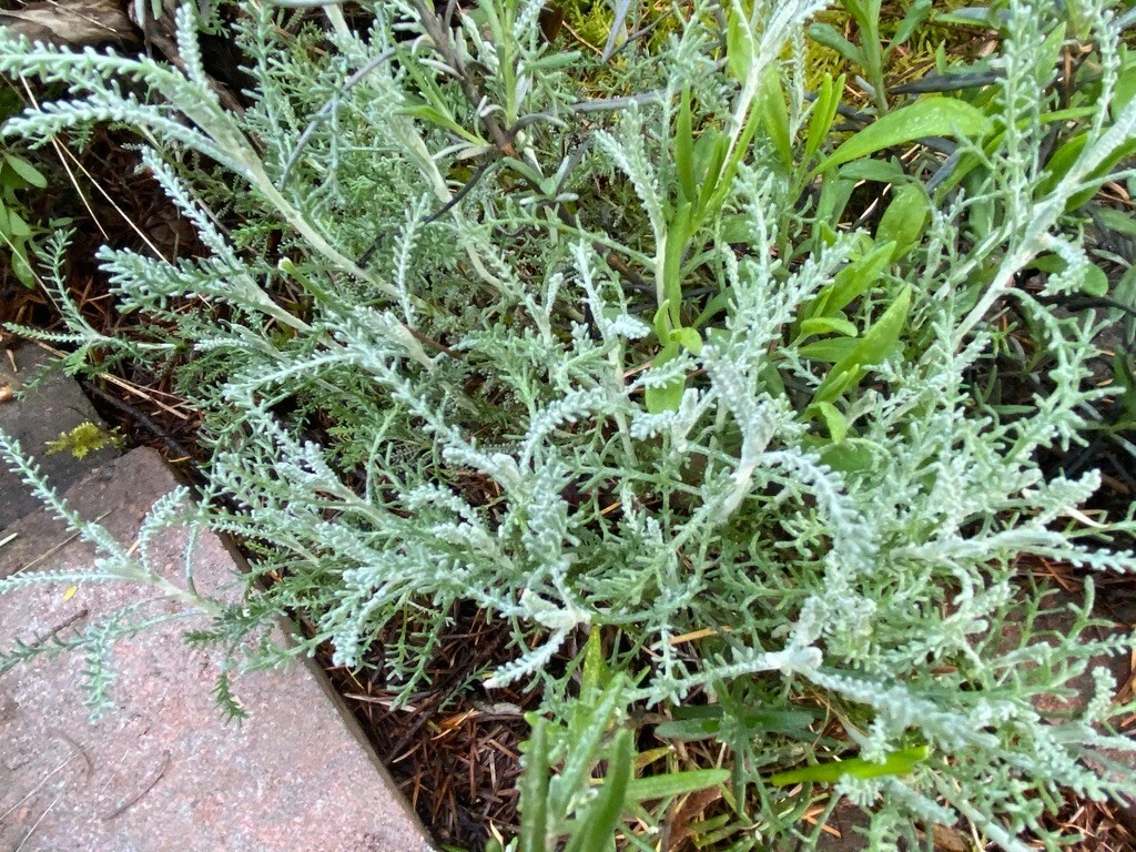 White Santolina Cuttings – 4 Pack, Silver Foliage Shrub Starts, Fragra ...