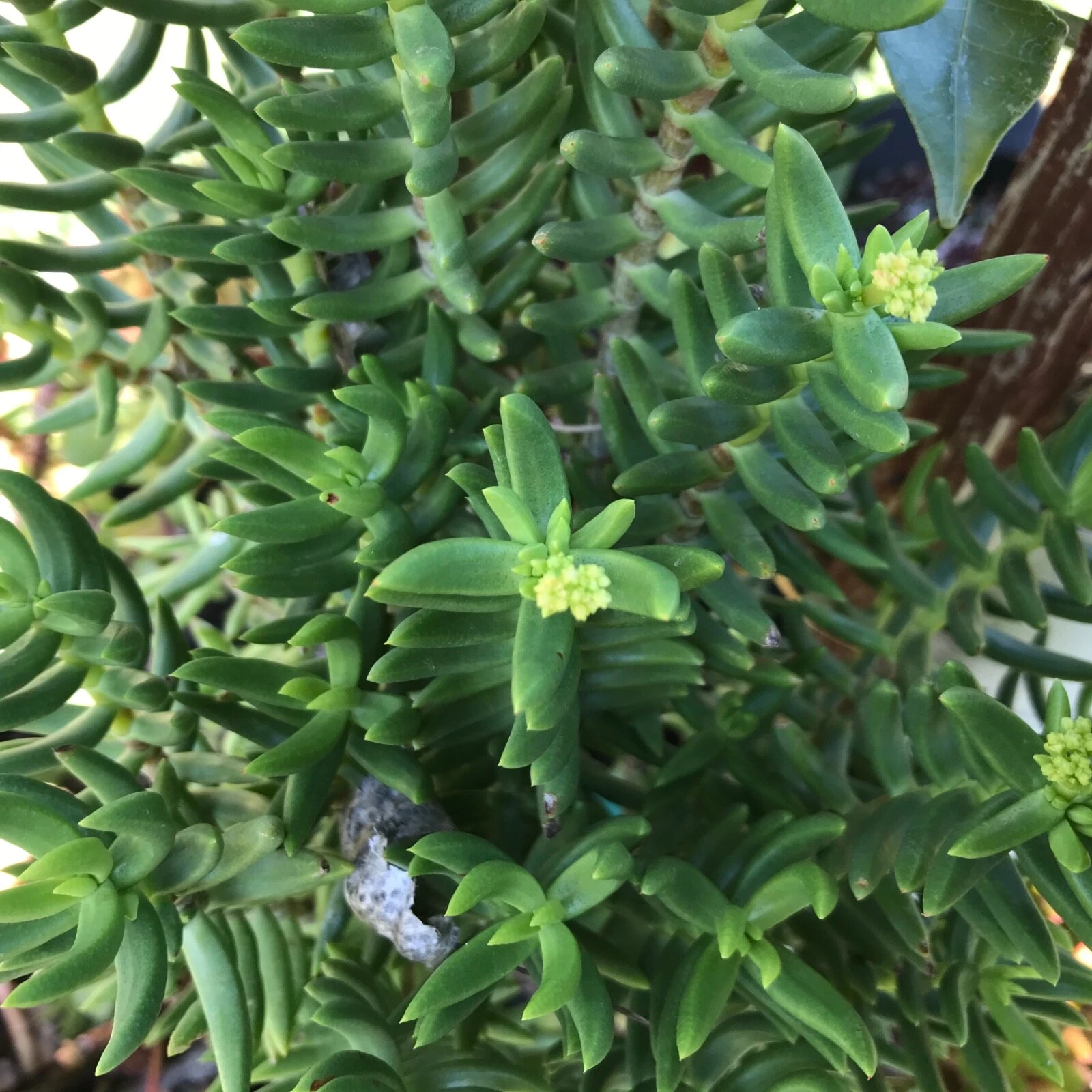 Mini Pine Tree Succulent Cuttings – Set of 4 Crassula tetragona Bonsai ...
