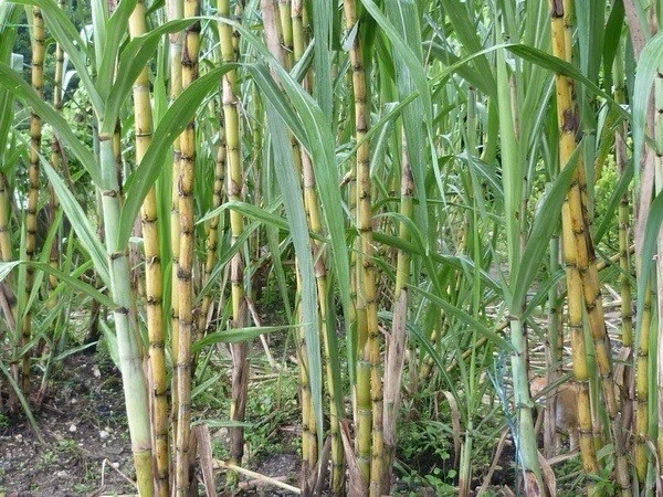 LSU Gold Fig Cutting – Live Fig Tree Cutting with 3+ Nodes, Over 8 Inc ...