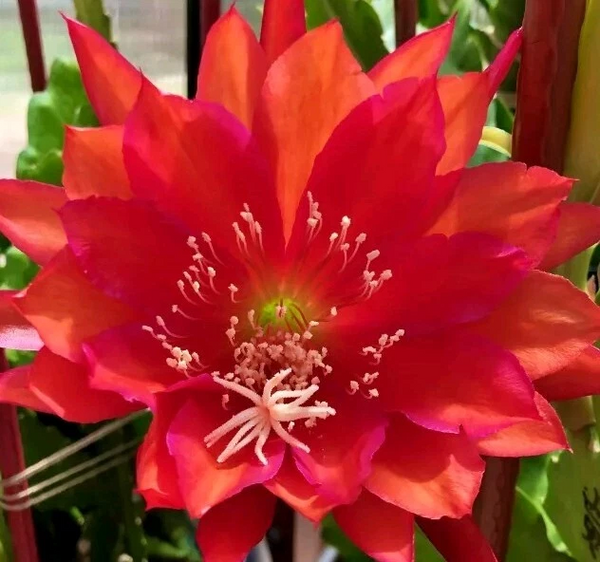German Empress Epiphyllum Cutting – Rare Red Orchid Cactus 6+ Inch Liv ...