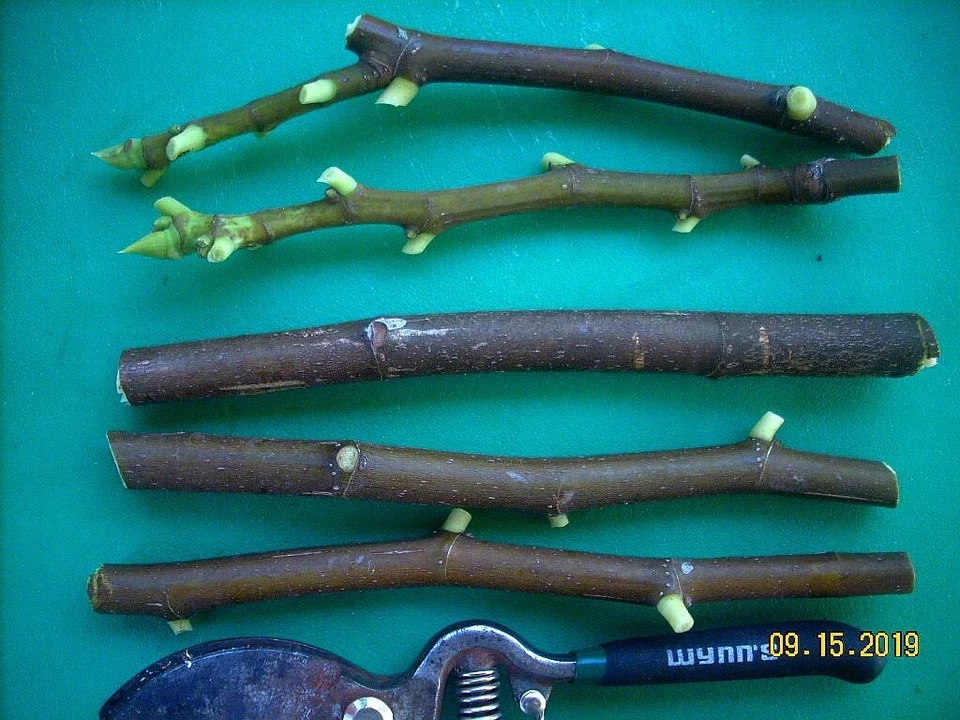 Fig Tree Cuttings Col de Dame Noire – 6 Live Fig Cuttings for Planting ...