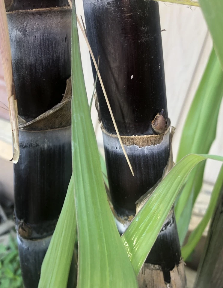 Sugarcane Rooted Cuttings for Planting – 2 Live Saccharum Officinarum ...