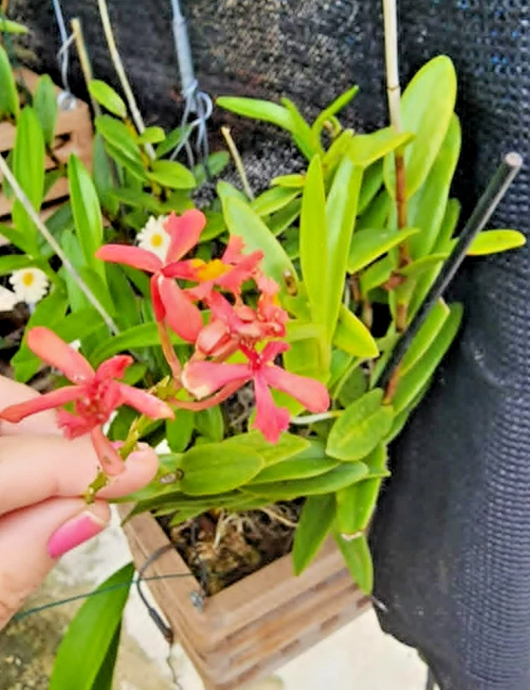 Epidendrum radicans Orchid – 1 Pink Rooted Cutting, Full-Sun Reed Stem ...