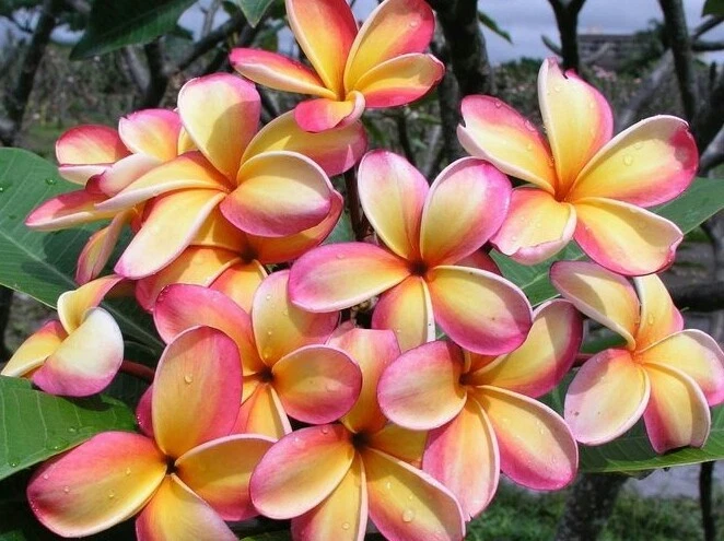 Rainbow Plumeria Cutting – 9–14" Rare Frangipani Stem, Fresh Unrooted ...