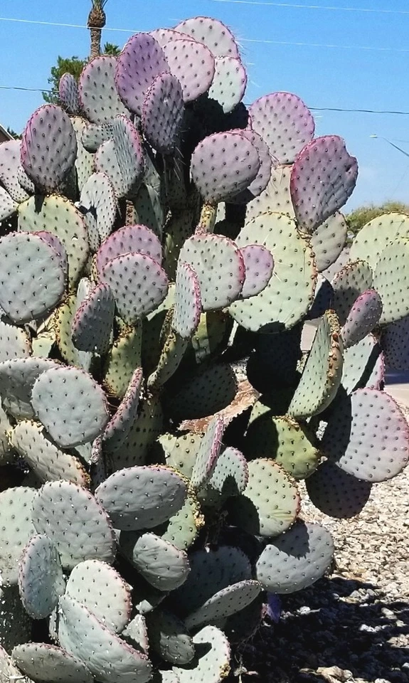 Santa Rita Purple Prickly Pear Cactus – Set of 3 Opuntia Violacea Live ...