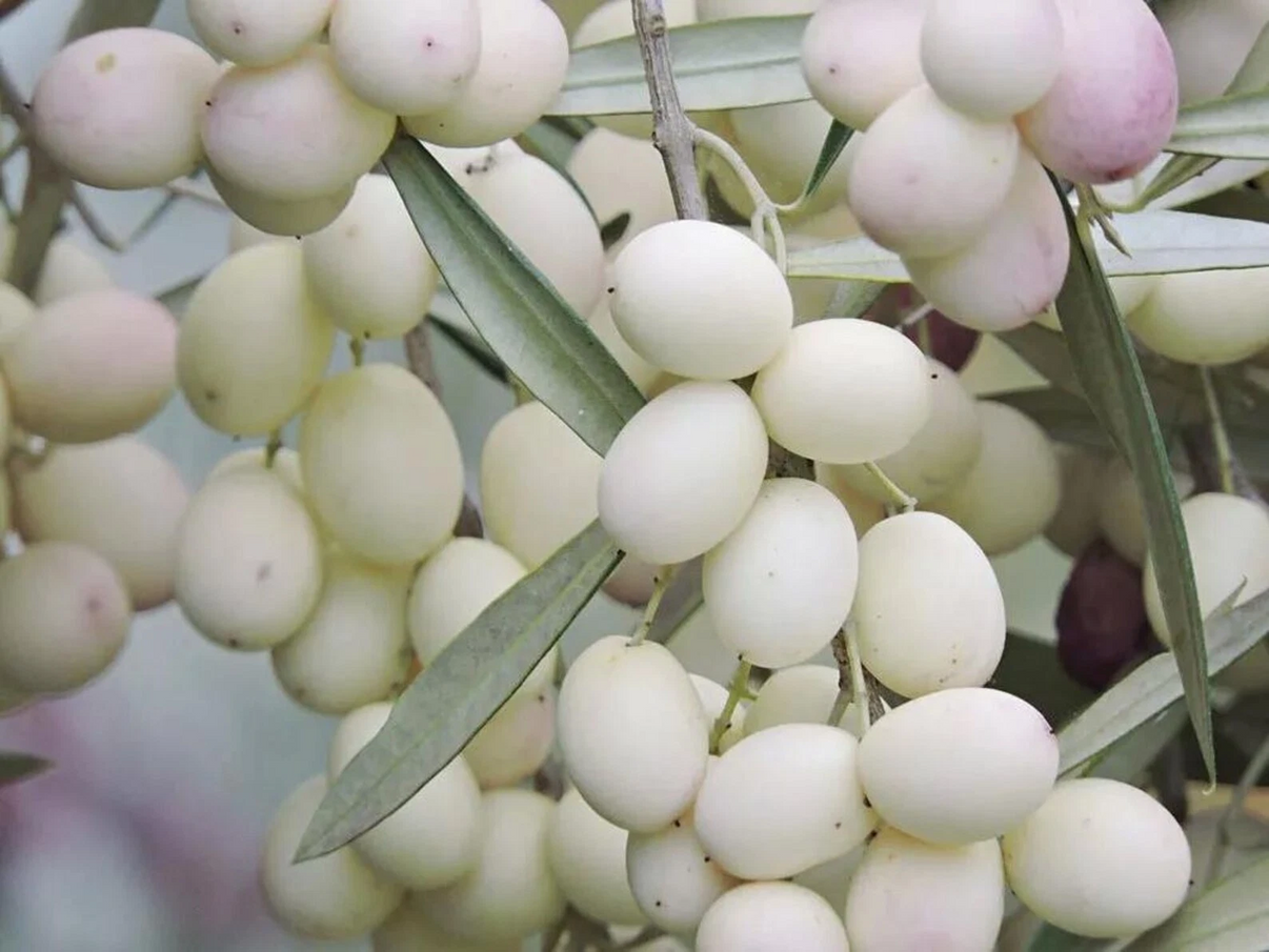 White Olive Tree Cuttings – 3 Pack Rare Olea europaea Variety for Root ...