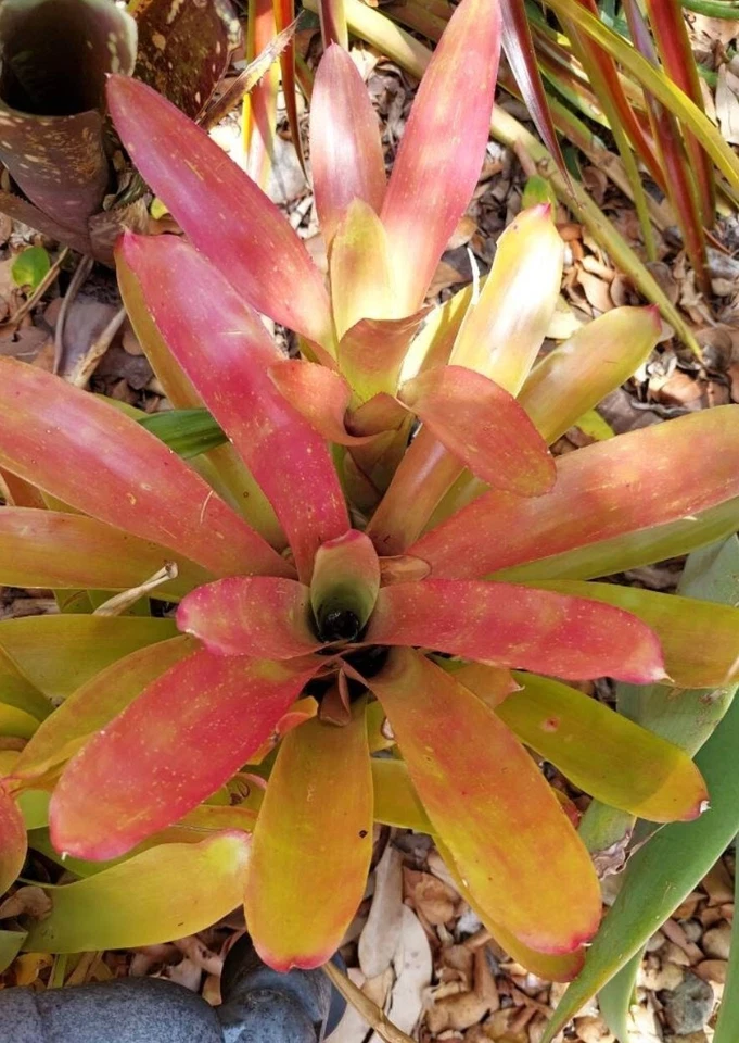 Neoregelia ‘Super Fireball’ – Live Bromeliad Plant, Compact Red Exotic ...