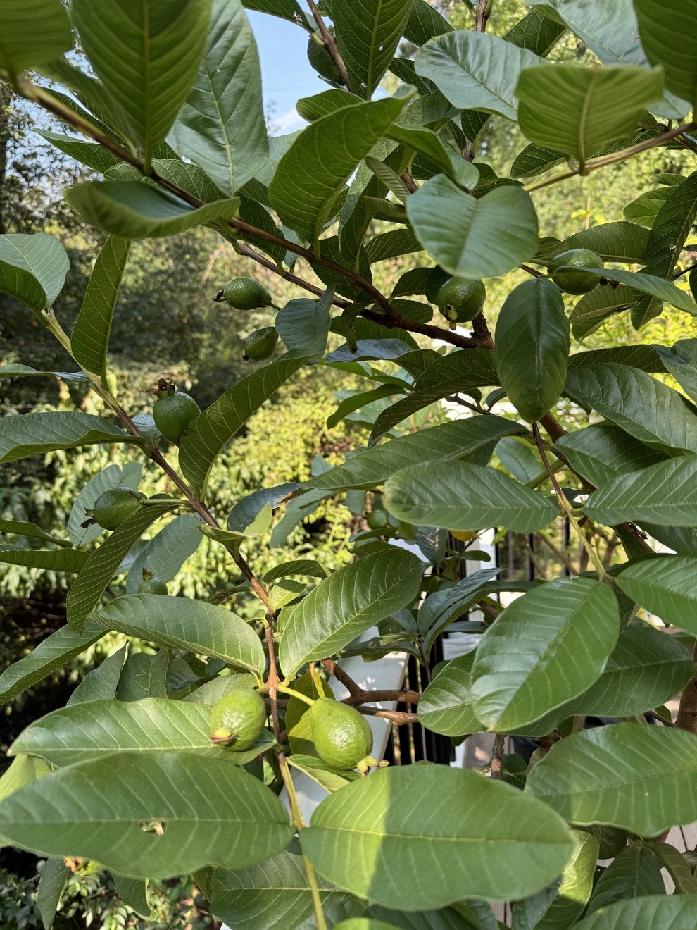 Tikal Guava Tree Cuttings – Live Guava Cuttings for Planting, Psidium ...