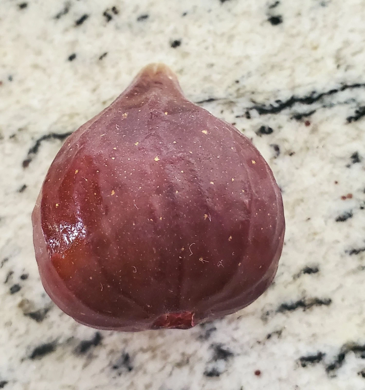 Brown Turkey Fig Unrooted Cuttings – 25 Ficus carica Cuttings, 10 Inch ...