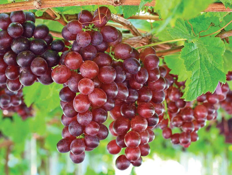 Catawba Red Grape Vine – Live Rooted Vitis Labrusca Plant, Organic Sta ...