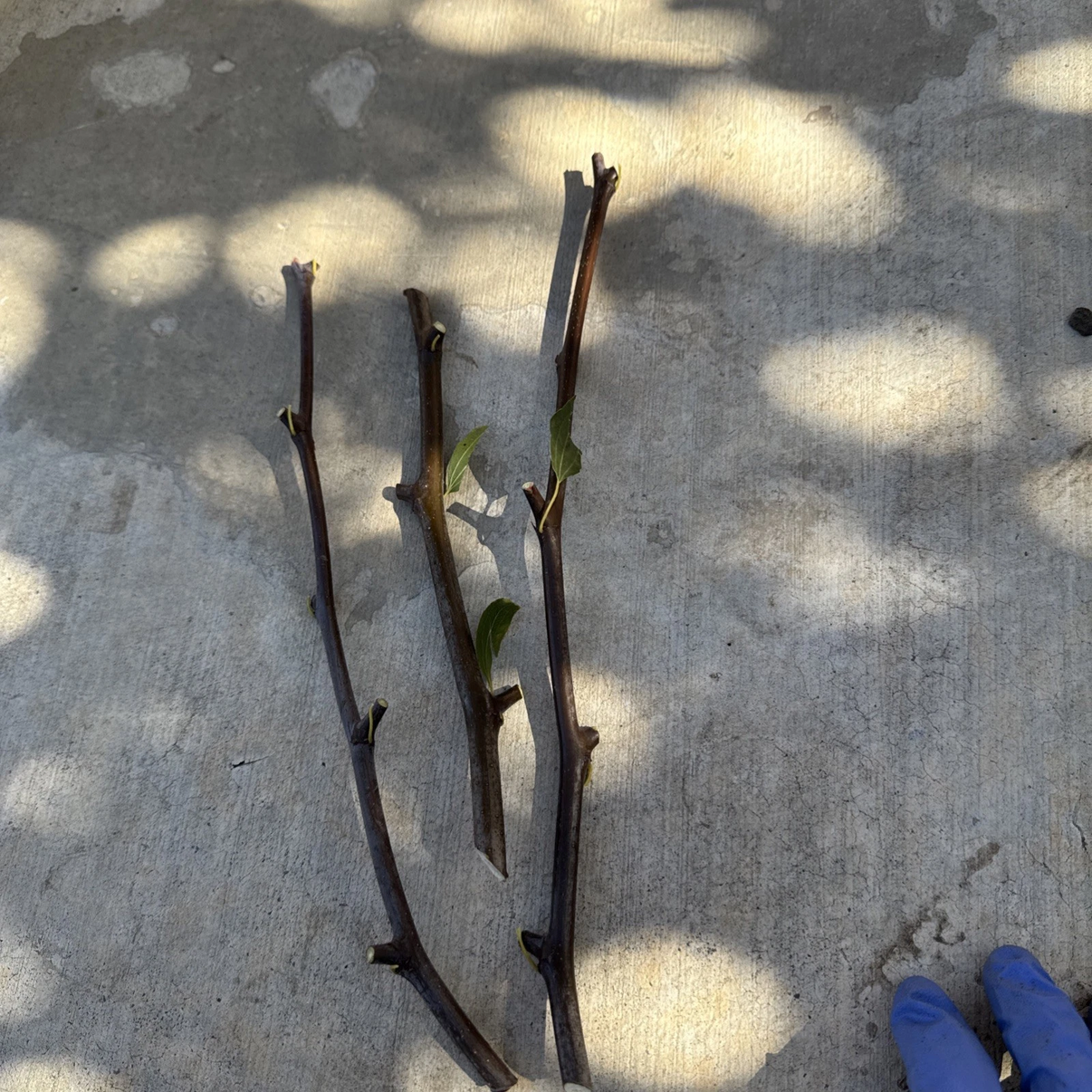 Sugarcane Jujube Scions – 3 Fresh 8" Cuttings for Grafting or Budding ...