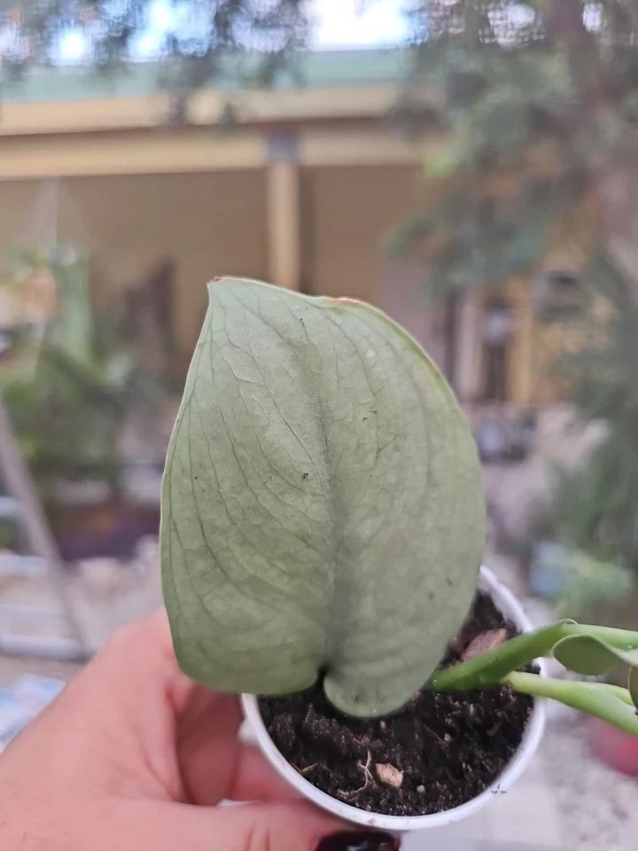 Scindapsus Platinum Java Silver Hero – Rooted Live Plant in 2.5” Pot ...