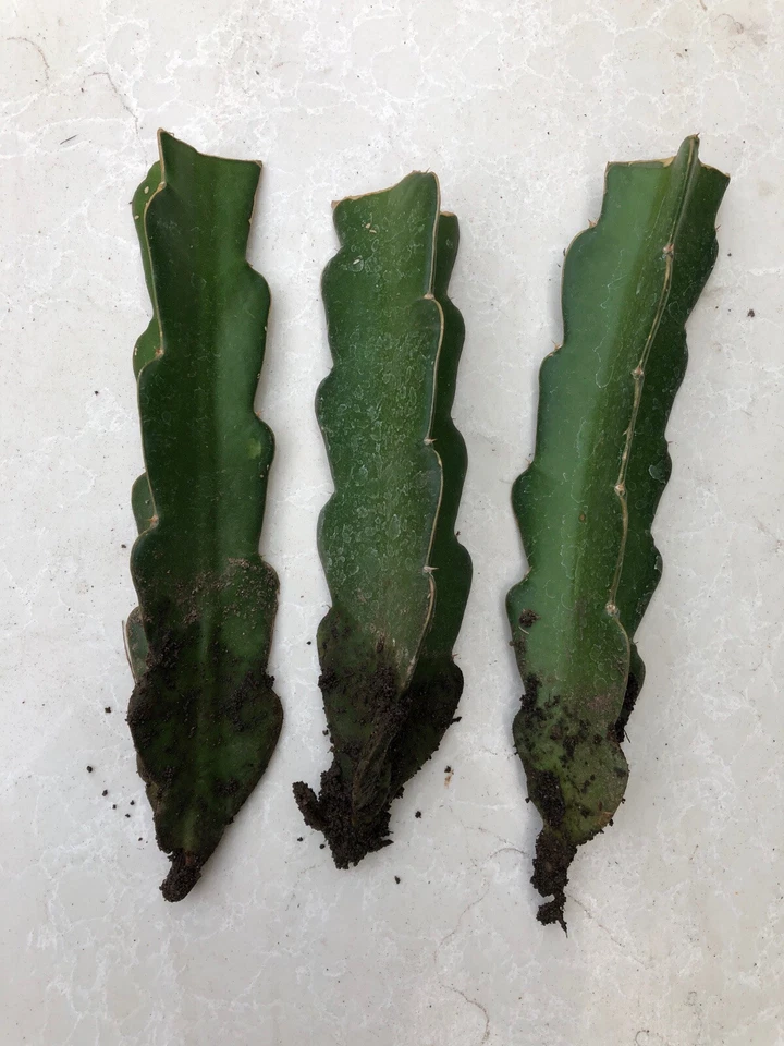 Red Dragon Fruit Rooted Plants – 3 Live Red Pitaya Cuttings Bare Root ...