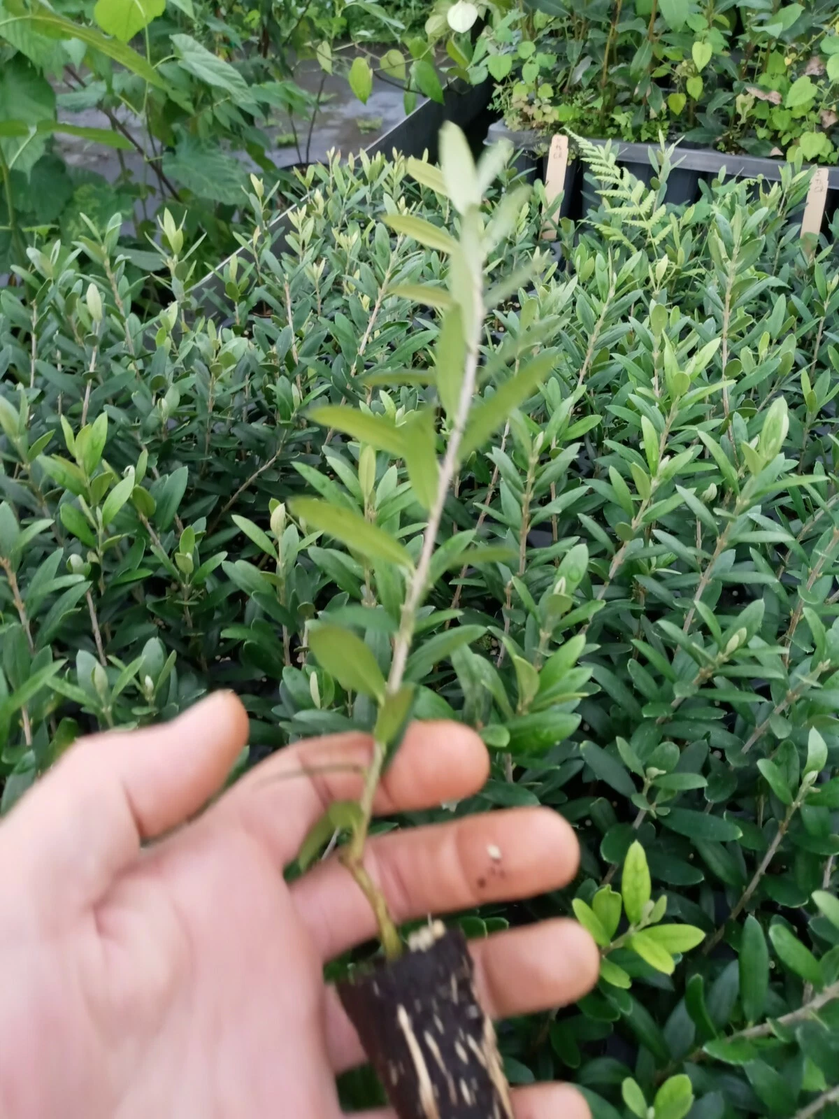 Arbequina Olive Tree – 1 Live Starter Plant | Olea europaea Young Tree ...