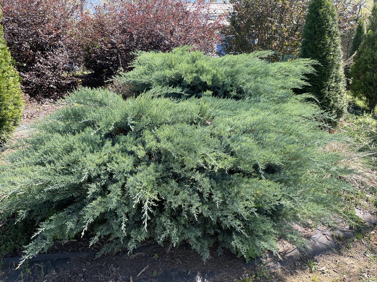 Grey Owl Juniper Cuttings – 10 Fresh 5–7 Inch Evergreen Stems for Root ...