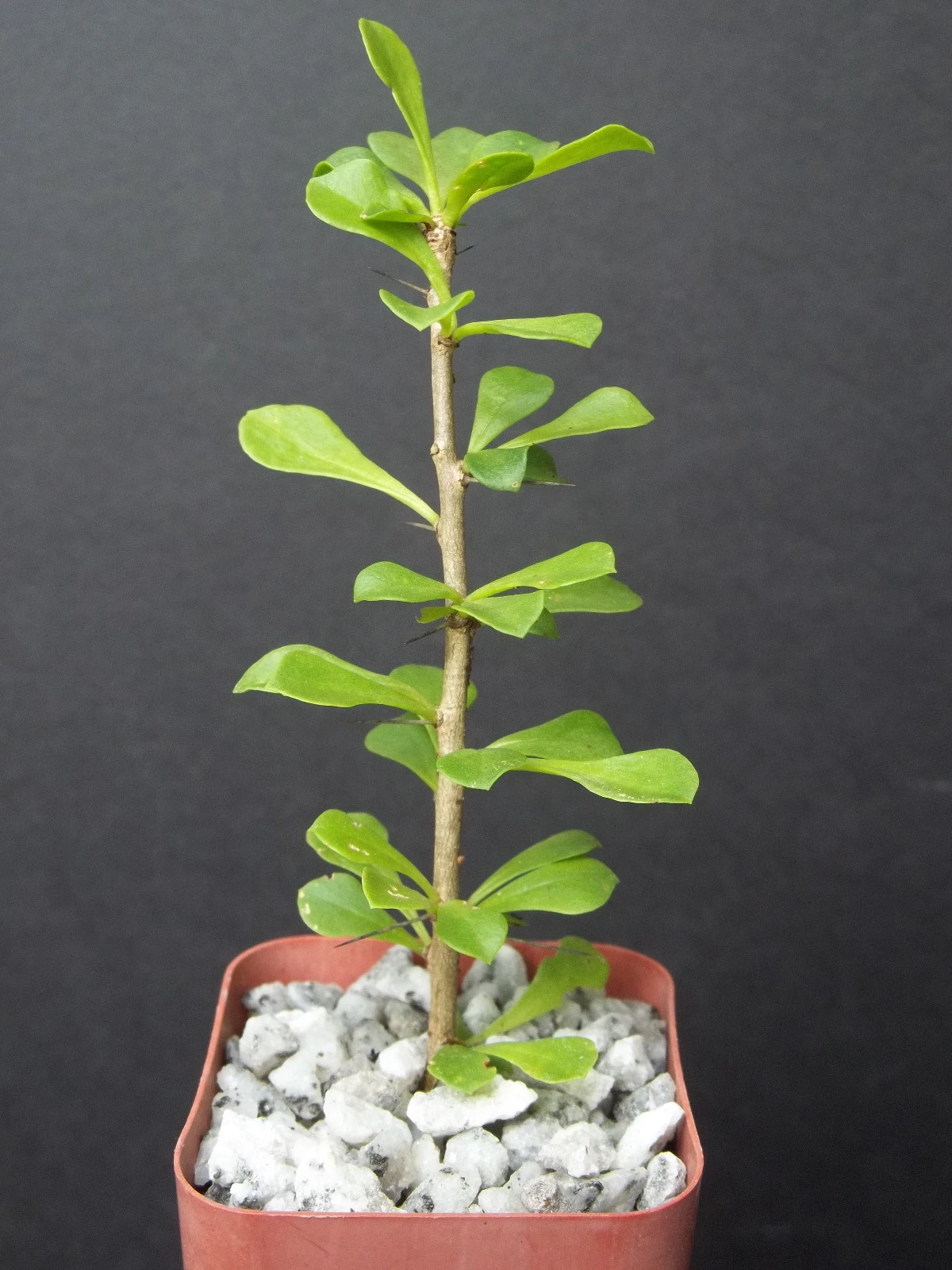 Pereskia portulacifolia – Rare Caudex Cactus Plant, Natural Bonsai Sty ...