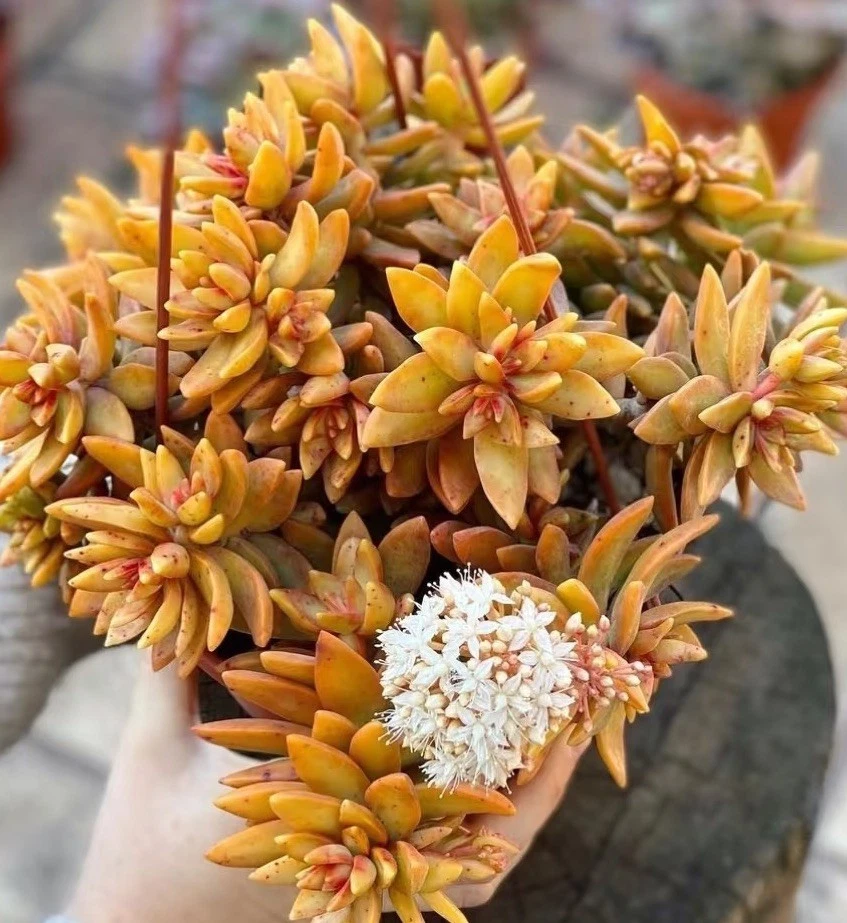 Sedum ‘Firestorm’ Succulent – 3 Unrooted Cuttings (3–4 Inches) for Pro ...