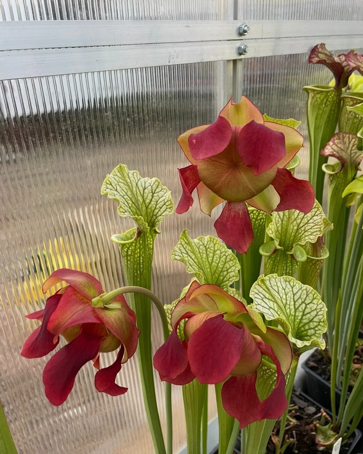 Sarracenia Red Velvet Live Plant – Medium Division Pitcher Plant, Orna ...