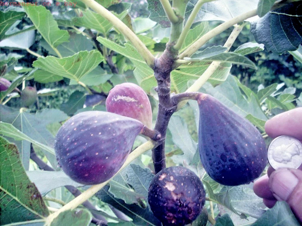 Nero 600M Fig Tree Cuttings – 25 Fresh Hardwood Stems for Rooting – Co ...