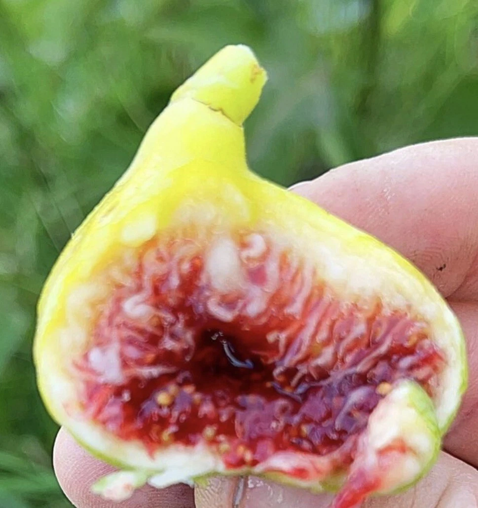 White Adriatic Fig Tree Cuttings – 3 Live Fig Cuttings for Planting, F ...