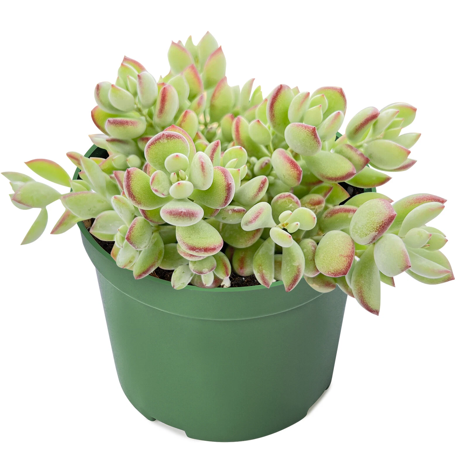 Cotyledon pendens – Rare Trailing Succulent, Rooted in 4" Pot, Live Ha ...
