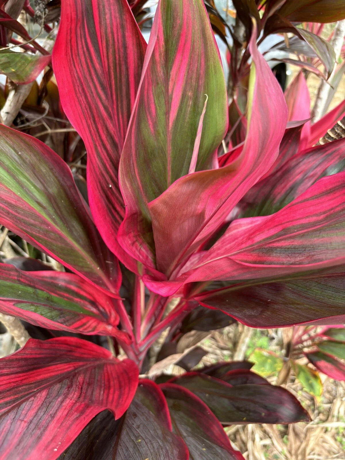 Hawaiian Ti Leaf Cuttings – 25 Fresh 6" Starter Logs, Green Pink Red H ...