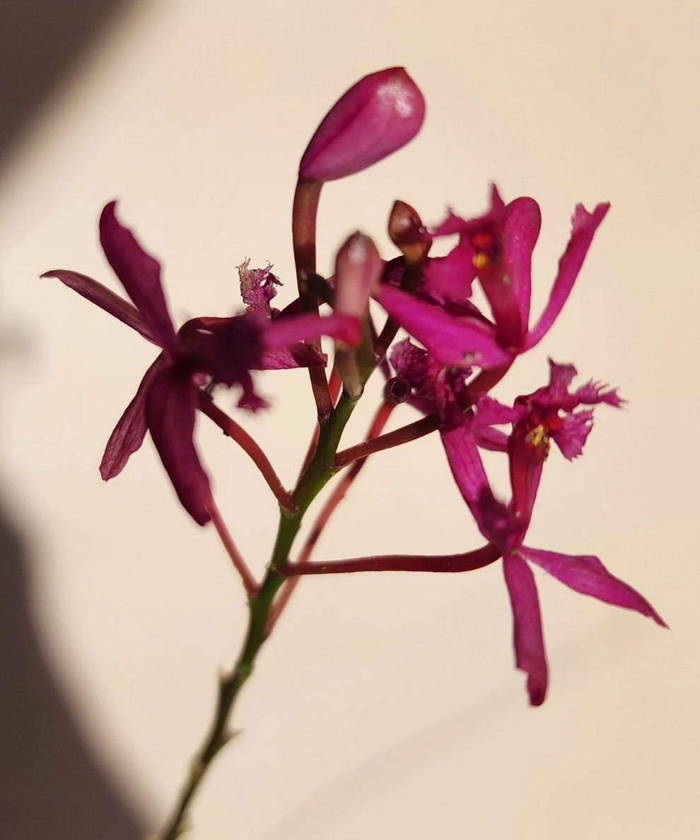 Epidendrum Radicans Fire Star Orchid – Purple Lavender Bloom – 1 Roote ...