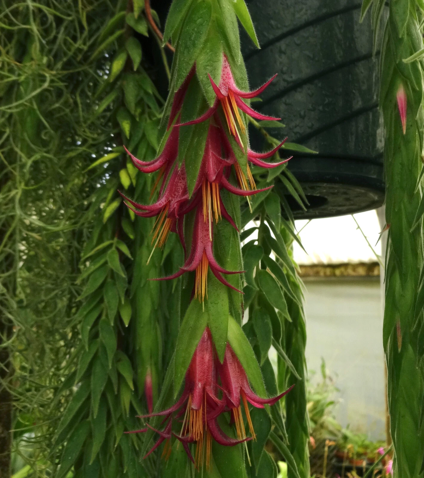 Ceratostema rauhii Live Plant – Neotropical Ornamental Vine for Hangin ...