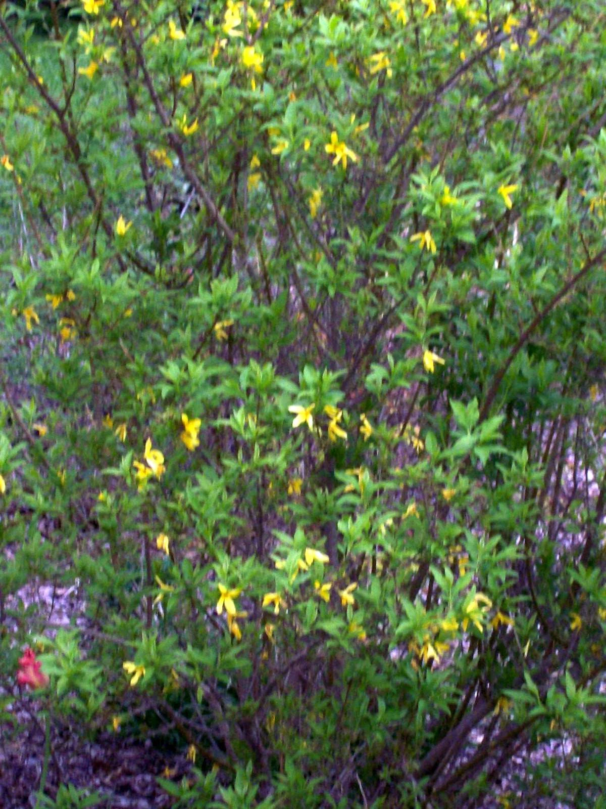 Forsythia Bush Cuttings – Set of 12 Unrooted Forsythia Cuttings 6–8 In ...