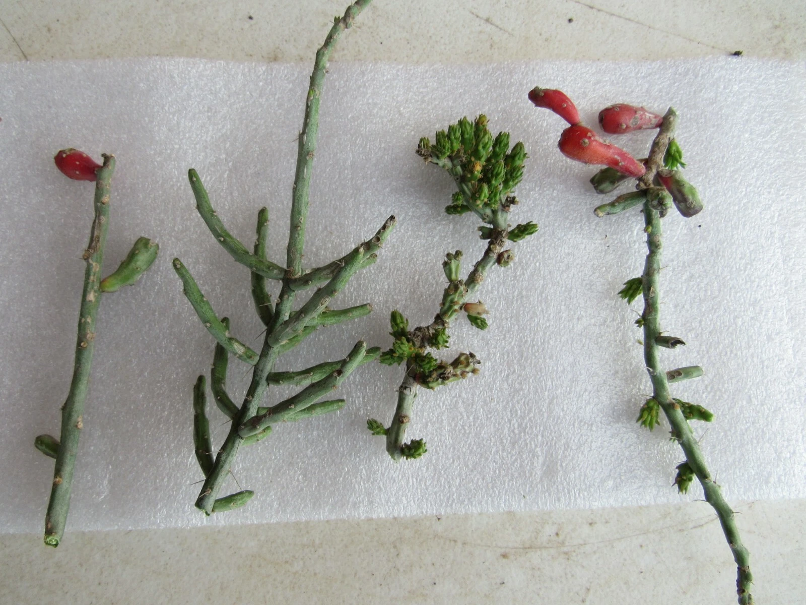 Christmas Cholla Cactus Cuttings – 4 Cylindropuntia Leptocaulis Segmen ...