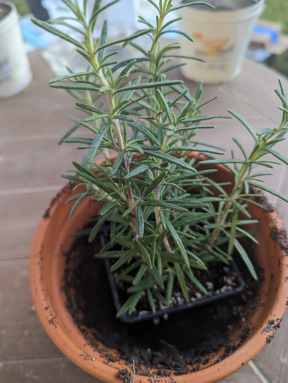 Rosemary Cuttings Live Plants – Salvia rosmarinus, 2 Rooted Bare Root ...
