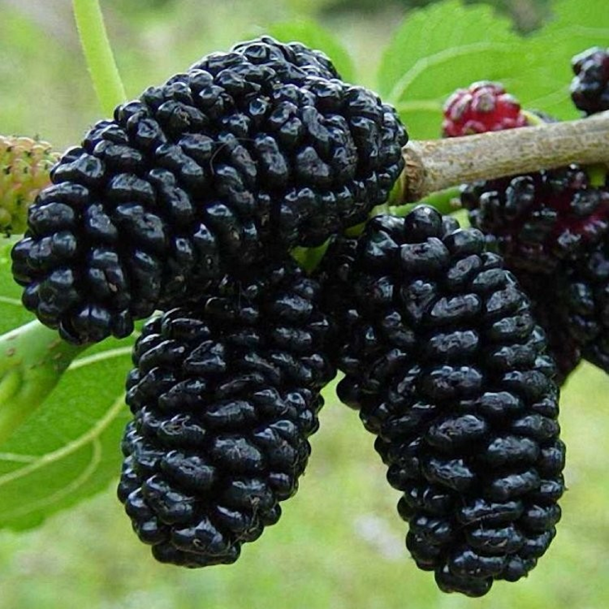 Black Mulberry Cuttings – 3 Pack Morus nigra Hardwood Cuttings for Roo ...