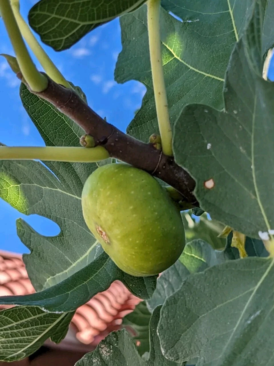 Green Turkish Fig Tree Cuttings – 10 Fresh Cuttings for Grafting or Ro ...