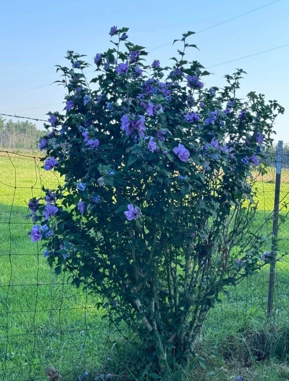 Blue Double Rose of Sharon Cuttings – Rooted Hardy Hibiscus / Confeder ...